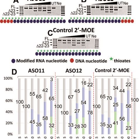 Structural Representation Of The Nucleotide Monomers Used In This