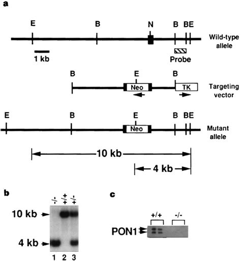 Targeted Disruption Of The Pon1 Genea Partial Restriction Maps Of The