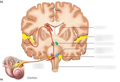 Auditory Projection Pathway Diagram Quizlet