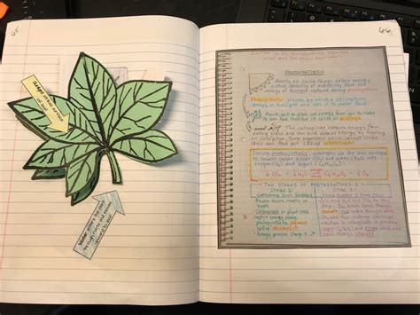 Photosynthesis Leaf Foldable