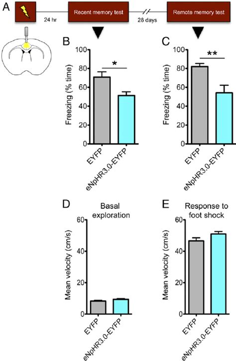 Real Time Activity Of Excitatory Mpfc Neurons Is Critical For Long Term