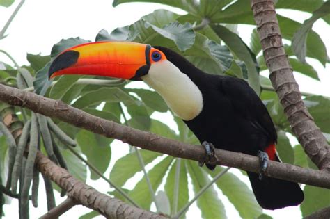 Ramphastidae Pybio Paraguay Biodiversidad