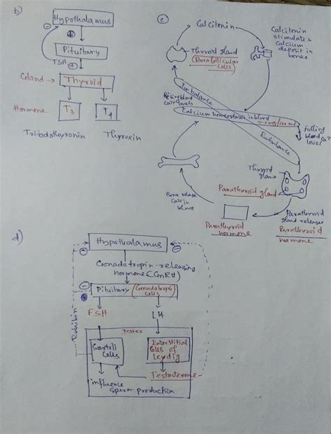 [solved] Complete The Following Diagrams And Fill In The Blanks A Course Hero