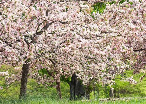 Crab Apple Tree Blossoms