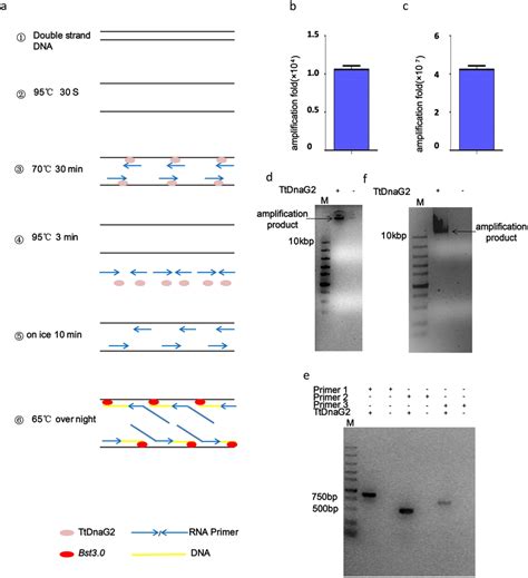 Rna Primer Synthesis And Amplification Of Dna A Scheme Of Priming