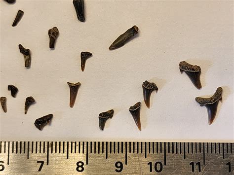 My Small Collection Microfossil Id Fossil Id The Fossil Forum My Small Collection Microfossil Id Fossil Id The Fossil Forum