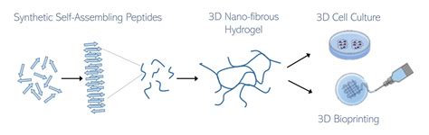 What Are Self Assembling Peptide Hydrogels