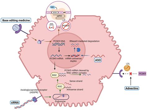 New Approaches For Targeting Pcsk9 Small Interfering Ribonucleic Acid