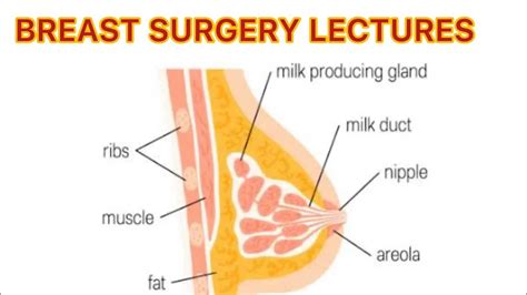 Parts Of The Nipple Diagram And Their Functions