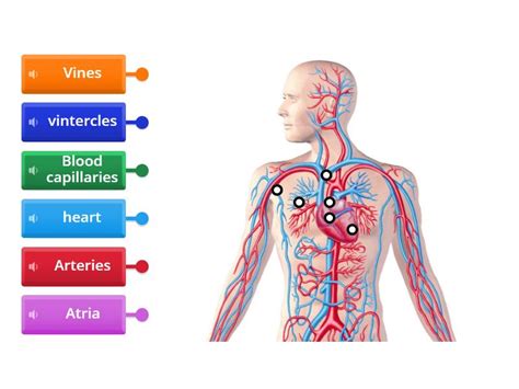 Circulatory System Labelled Diagram