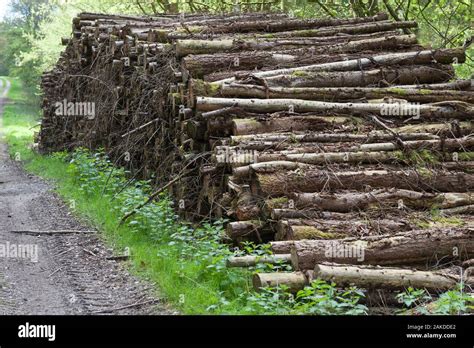 Tree Logs On Side Of Stock Photo Alamy