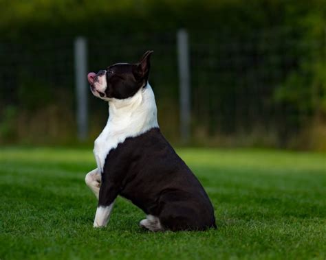 150 Boston Terrier Names Unique And Popular Male And Female Ideas Dogster