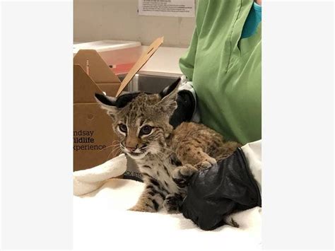 Feisty Hissing Bobcat Treated For Injuries Walnut Creek CA Patch