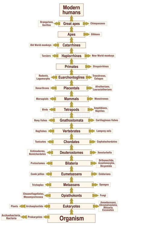 Species Classification Tree Benchmarking Tree Species Classification