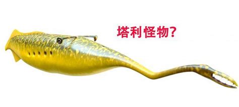 拥有超过1200块化石的“塔利怪物” 凭什么困扰了科学界60多年