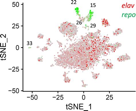 A Tsne Plot Showing The Distribution Of Neurons And Glia In The Brain