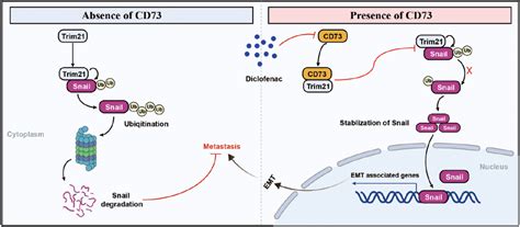 Advanced Science 天津医科大学郝继辉等团队合作发现cd73通过非核苷酸酶依赖性机制促进胰腺癌的转移 生命经纬