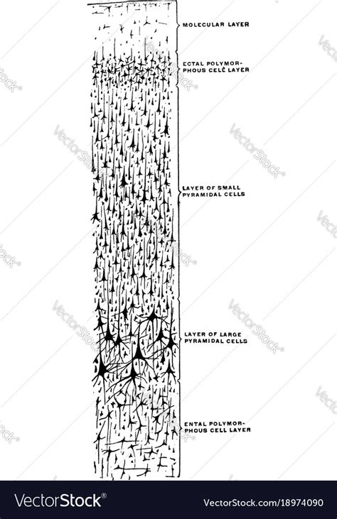 cerebral cortex layers