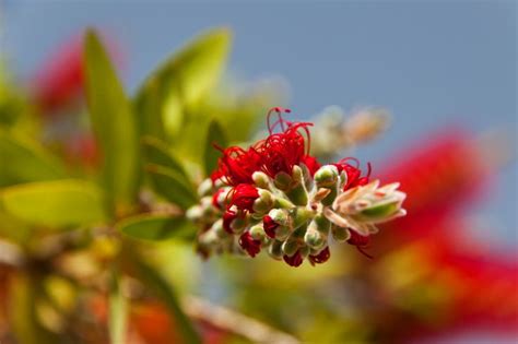 Callistemon Tree In Thiseio Athens Callistemon Tree In Thiseio Athens
