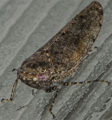 Paraphlepsius Bugguide Net