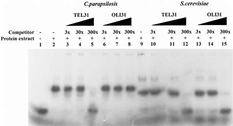 Comparison Of Ssdna Binding Activity In Mitochondrial Extracts From C