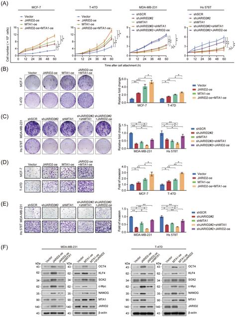 Jarid2 Coordinates With The Nurd Complex To Facilitate Breast