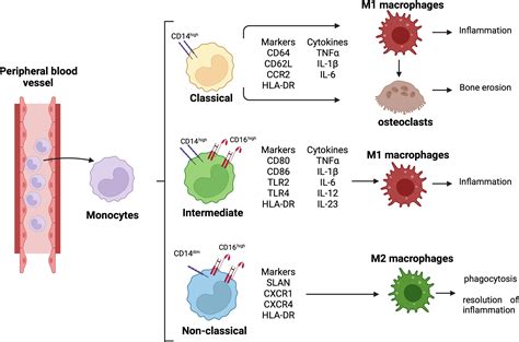 Implications Of Macrophage Polarization In Autoimmunity 47 OFF