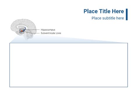 Hippocampus Callout Layout BioRender Science Templates