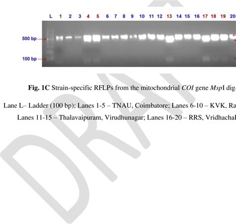 B Strain Specific Rflps From The Mitochondrial Coi Gene Saci Digestion