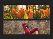 JQuery Plugin To Scale An Element According Window Size FitToParent Free JQuery Plugins