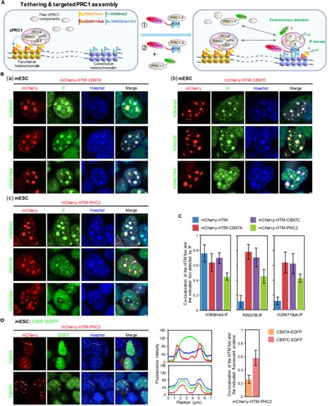 Cbx7c⋅phc2 Interaction Facilitates Prc1 Assembly And Modulates Its