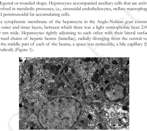 Ultrastructure Of The Hepatic Beam Area Electron Micrograph H