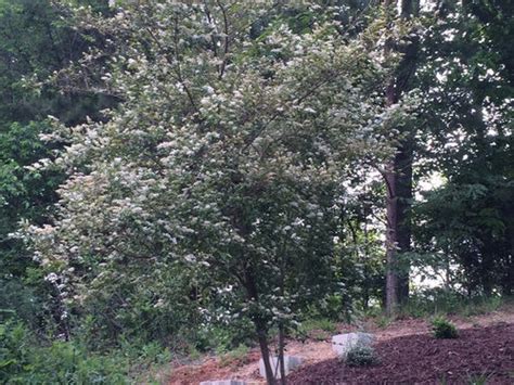 Identify Fragrant Flowering Tree