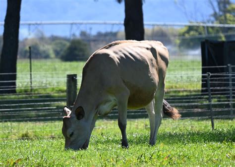 All Breeds Spring Selection Sale By Signaturegraphics24 Issuu