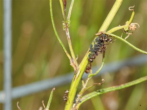 Mitchell Grass Downs Ecoxplore