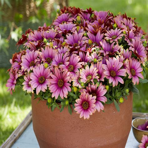 Osteospermum Senorita: 'Havilah Red'' - Остеоспермум - рассада цветов ...