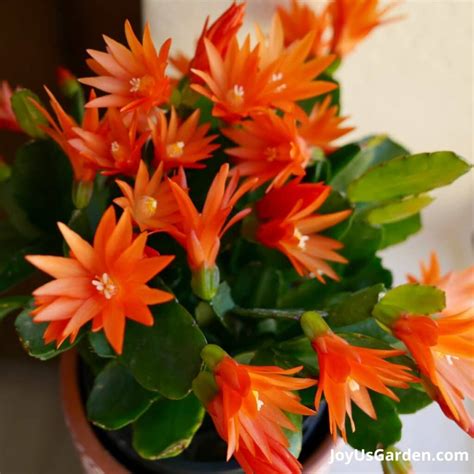 Easter Cactus Spring Cactus Care Guide 2026