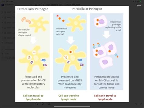Antigen Presentation Flashcards Quizlet