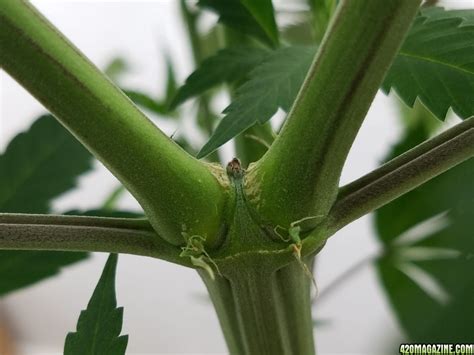 Male Or Hermie Pistils On One Node But Pollen Sacs Everywhere Else