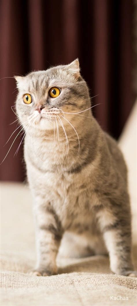 Adorable Gray Cat On Bed