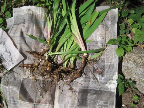 How To Divide Bearded IrisesWith Pictures Almanac Com