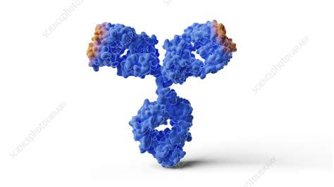 Antibody Antigen Binding Site Illustration Stock Image F042 4095 Science Photo Library