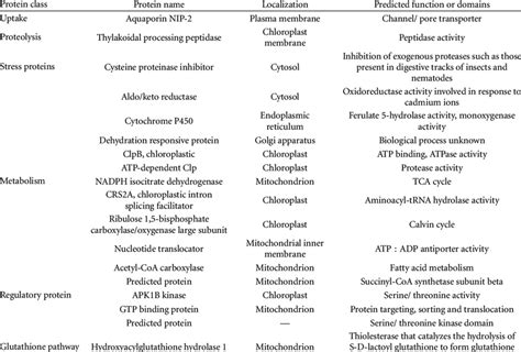 Functional Classes And Putative Locations Of The Proteins Identified By MS Download Table