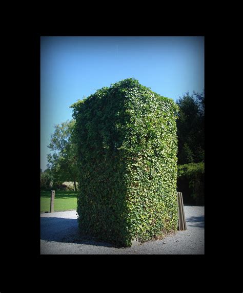 Ivy Cube By Metatron87 On Deviantart