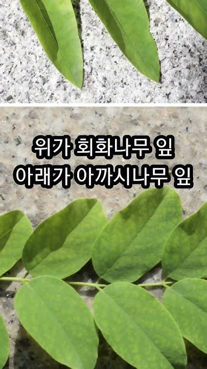 회화나무와 아까시나무 Youtube