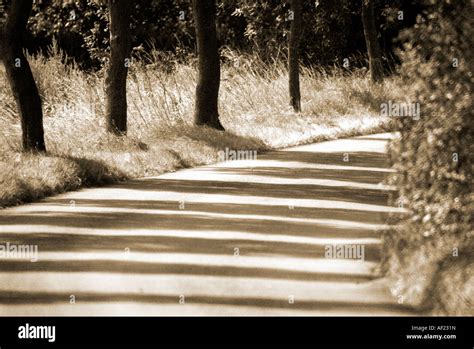 Tree Lined Road Stock Photo Alamy