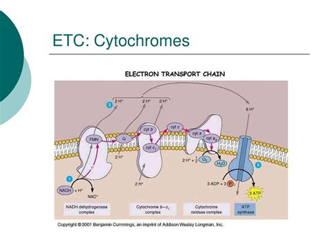 Microbial Metabolism Ppt Download