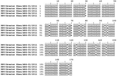 sequence alignment of amplicon sequences obtained from download