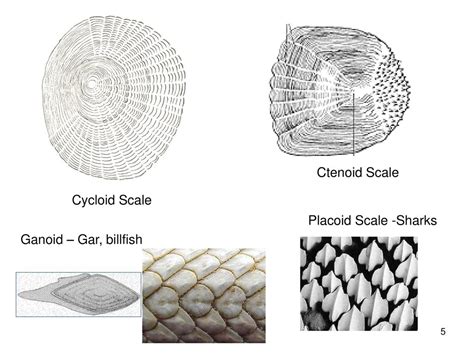 831 Class Osteichthyes Bony Fish Ppt Download