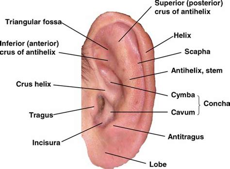 Elements Of Morphology Human Malformation Terminology